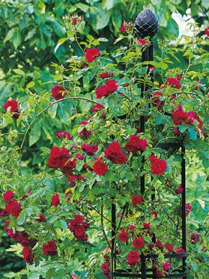 High-quality Garden Obelisks & Rose Pillars ~ Classic Garden Elements