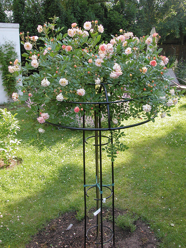 Giverny Rose Umbrella ~ Classic Garden Elements UK
