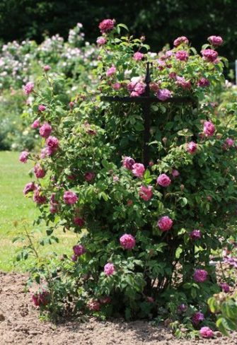 Order Plant & Rose Supports online at Classic Garden Elements UK
