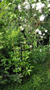 'Rudolf Geschwind' an elegant Rose Support guiding sprawling shrub roses
