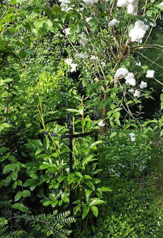 'Rudolf Geschwind' an elegant Rose Support guiding sprawling shrub roses
