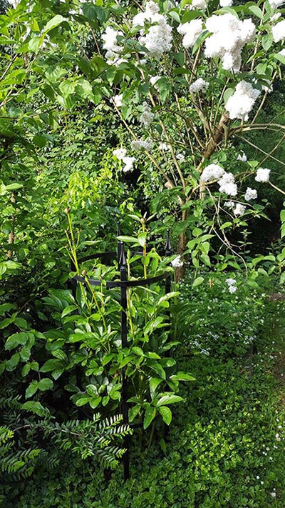 'Rudolf Geschwind' an elegant Rose Support guiding sprawling shrub roses