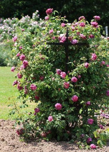 'Rudolf Geschwind' an elegant Rose Support guiding sprawling shrub roses