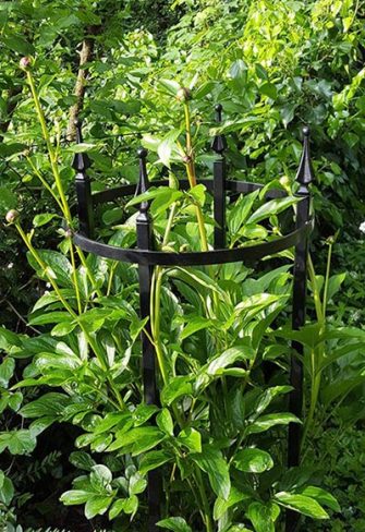 'Rudolf Geschwind' an elegant Rose Support guiding sprawling shrub roses