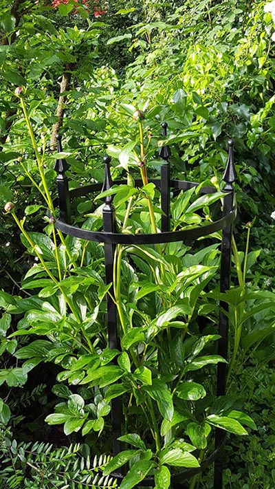 'Rudolf Geschwind' an elegant Rose Support guiding sprawling shrub roses