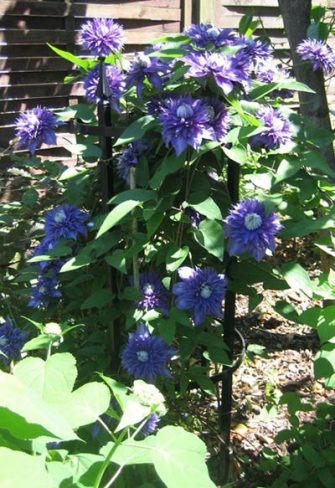 'Rudolf Geschwind' an elegant Rose Support guiding sprawling shrub roses