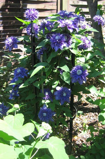 'Rudolf Geschwind' an elegant Rose Support guiding sprawling shrub roses