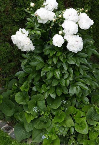 'Rudolf Geschwind' an elegant Rose Support guiding sprawling shrub roses