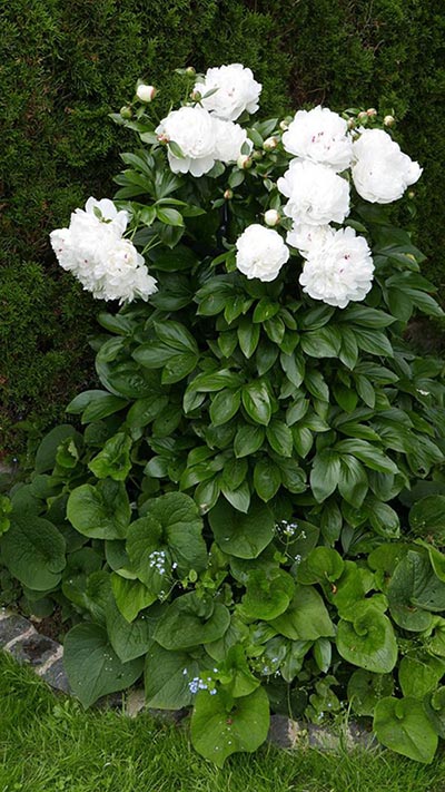 'Rudolf Geschwind' an elegant Rose Support guiding sprawling shrub roses