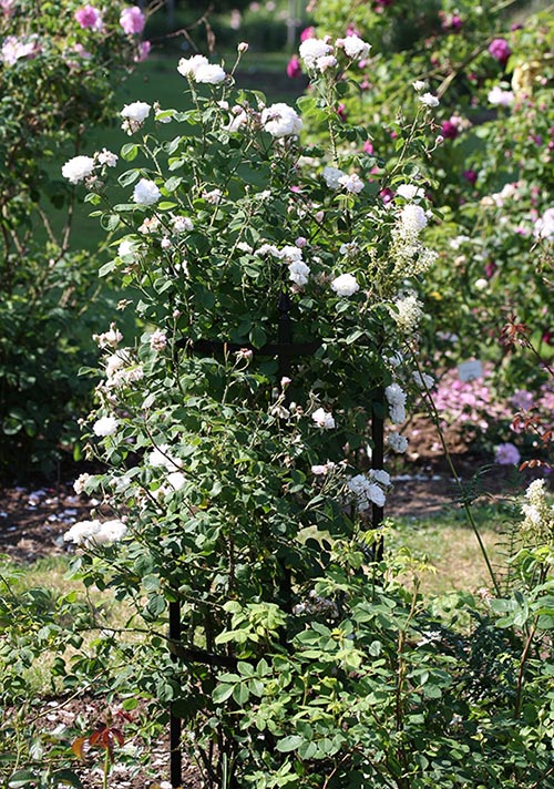 'Rudolf Geschwind' an elegant Rose Support guiding sprawling shrub roses