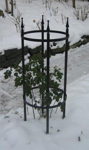 'Rudolf Geschwind' an elegant Rose Support guiding sprawling shrub roses