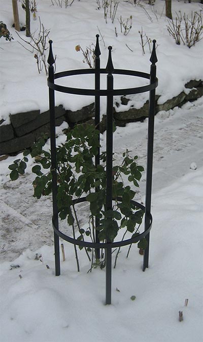 'Rudolf Geschwind' an elegant Rose Support guiding sprawling shrub roses