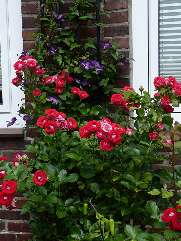 Espalier Trellis ~ Classic Garden Elements UK