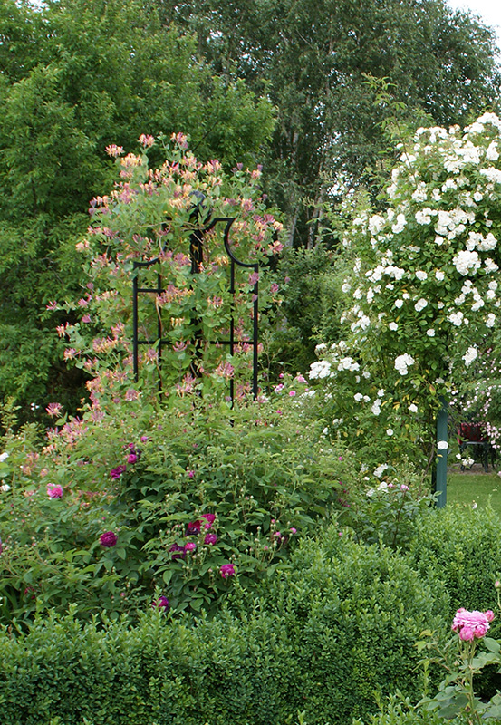 High quality Rose Obelisk buy on Classic Garden Elements UK