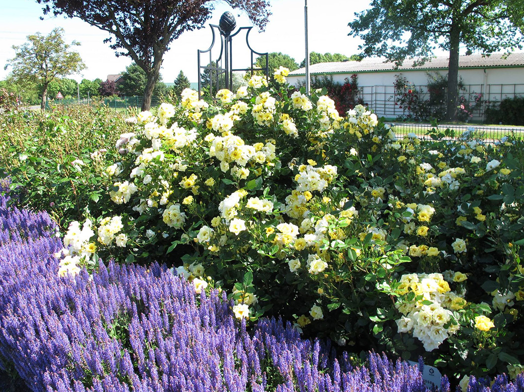 High quality Rose Obelisk buy on Classic Garden Elements UK