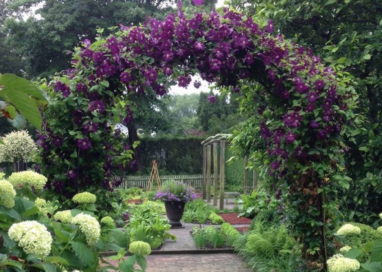 A sturdy metal rose arch bathing in a sea of ‘Etoile Violette’ clematis
