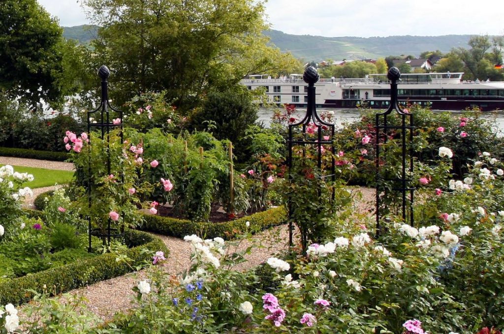 Tips on choosing the best supports for your roses: shrubs, climbers ...