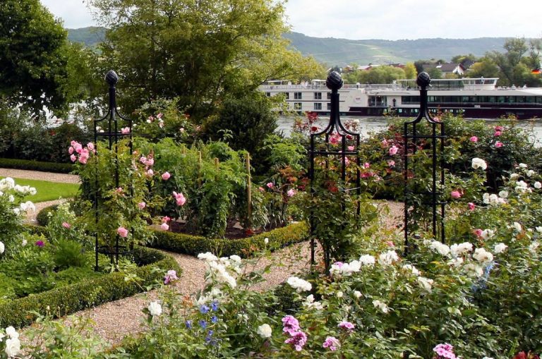 Tips on choosing the best supports for your roses: shrubs, climbers ...