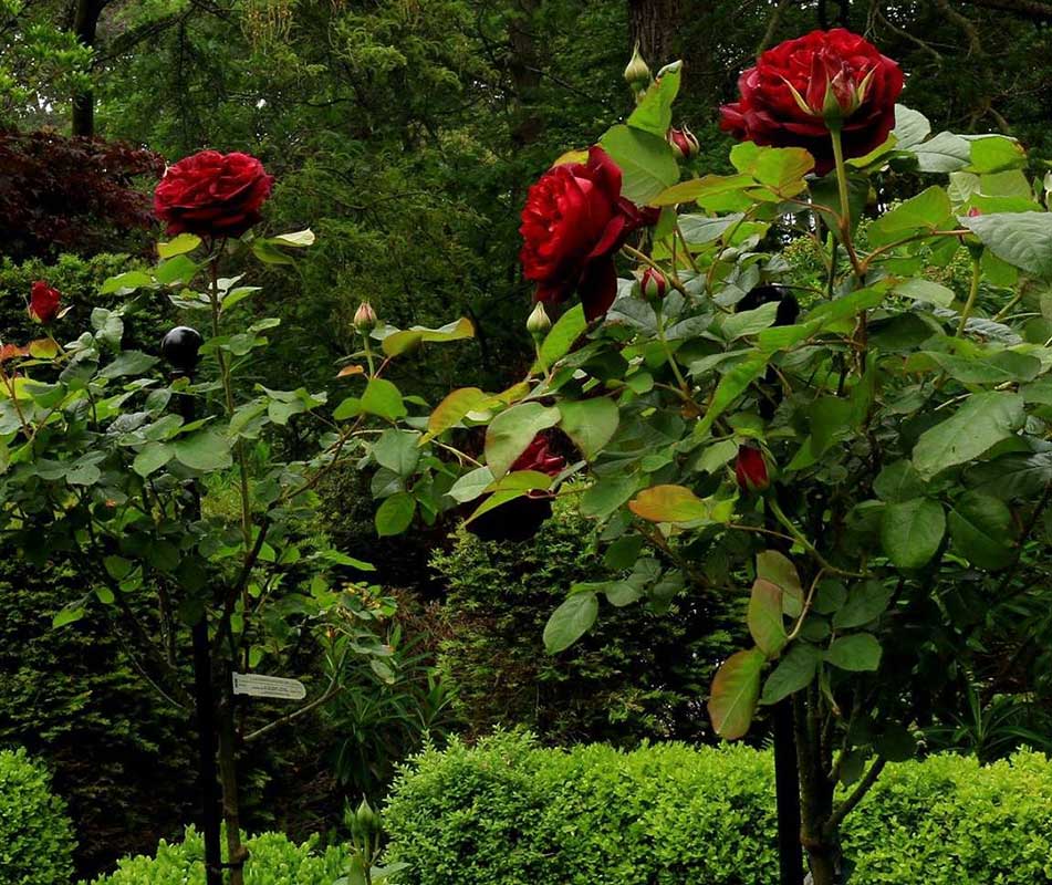Elegant Jules Gravereaux Metal Garden Stakes suppport standard roses.