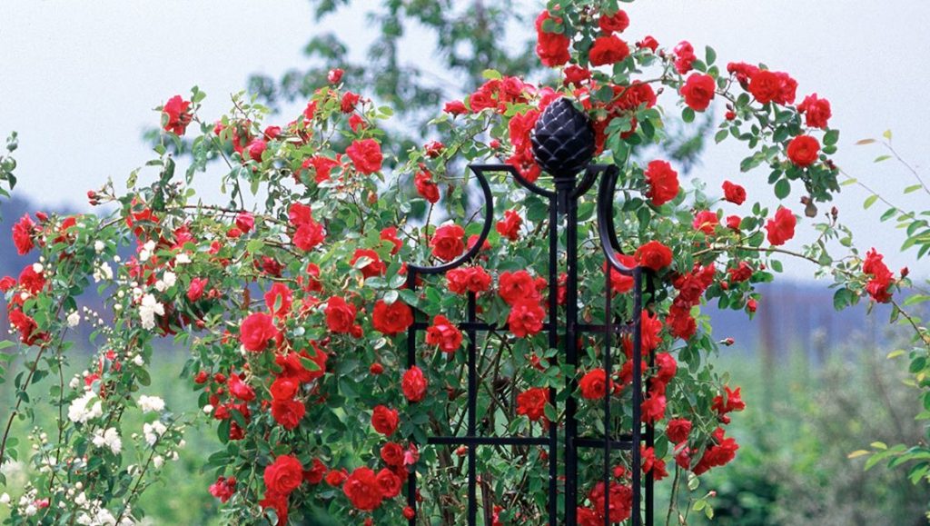 Tips on choosing the best supports for your roses: shrubs, climbers ...