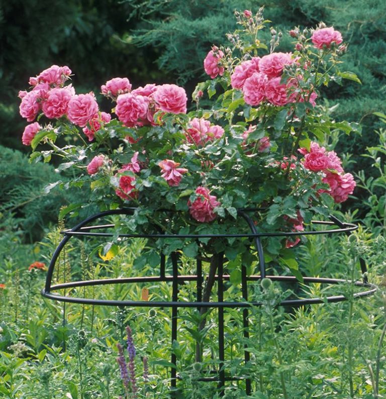 'Giverny' Rose Umbrella: Solid metal support for Weeping Standard Roses