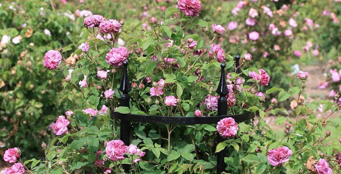 Buy made-to-measure rose supports and lawn edging direct from manufacturer
