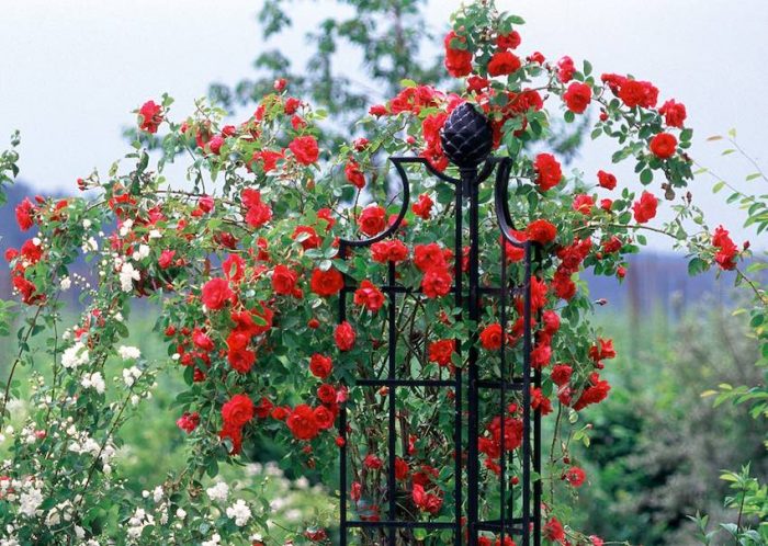 Exquisitely designed tripterous Metal Rose Obelisk. Unique pine cone finial