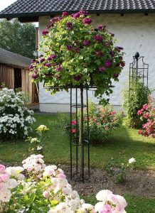 'Giverny' Rose Umbrella: Solid metal support for Weeping Standard Roses