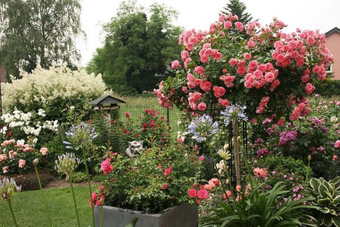 'Giverny' Rose Umbrella: Solid metal support for Weeping Standard Roses