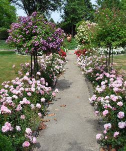 'Giverny' Rose Umbrella: Solid metal support for Weeping Standard Roses