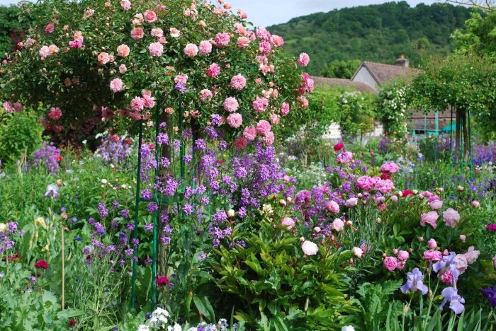 Tips on Weeping Standard Roses: Best Varieties & How to Care for Them.