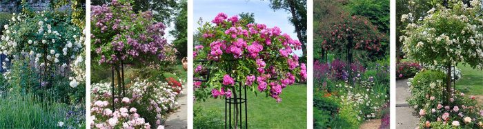 Tips on Weeping Standard Roses: Best Varieties & How to Care for Them.