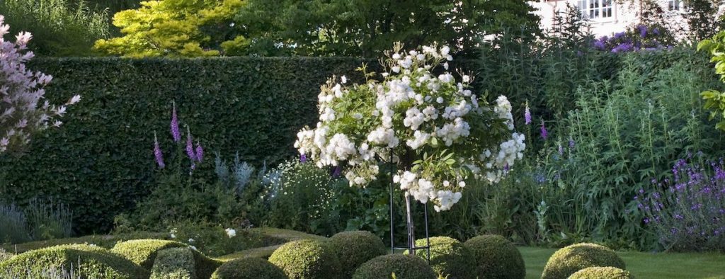 Tips on Weeping Standard Roses: Best Varieties & How to Care for Them.