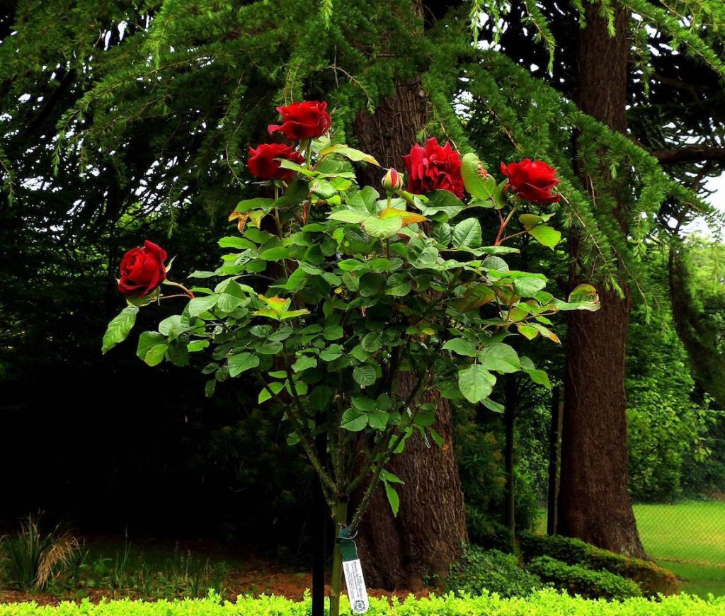 Hot-dip galvanised metal plant stakes ideal for supporting standard roses