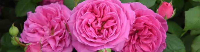 Peter Beales Roses - Classic Garden Elements UK - Metal Garden Arches