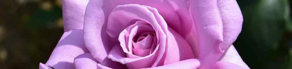 Peter Beales Roses - Classic Garden Elements UK - Metal Garden Arches