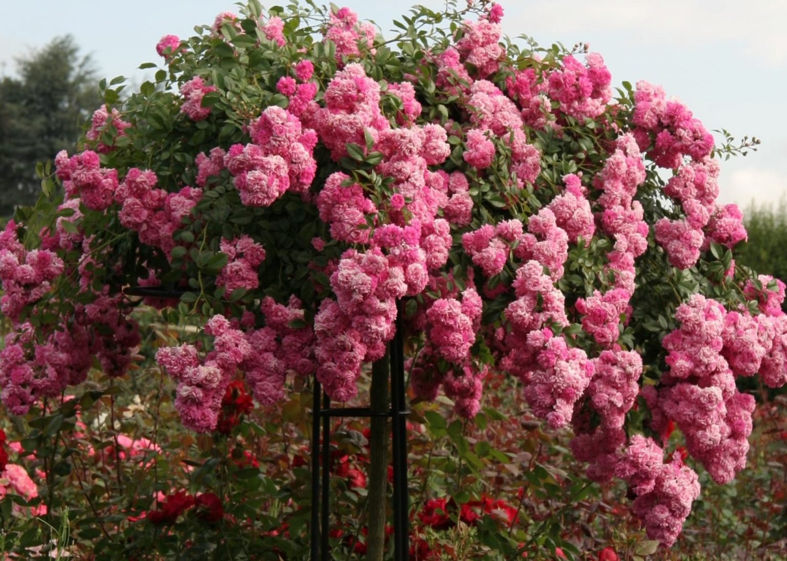 'Giverny' Rose Umbrella: Solid metal support for Weeping Standard Roses