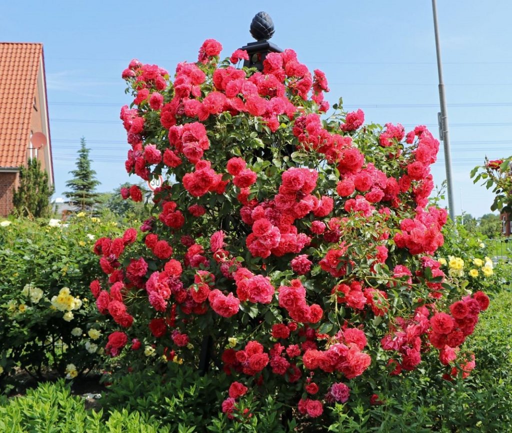 'Malmaison' Metal Pyramid Garden Obelisk: Imperial splendour for roses.
