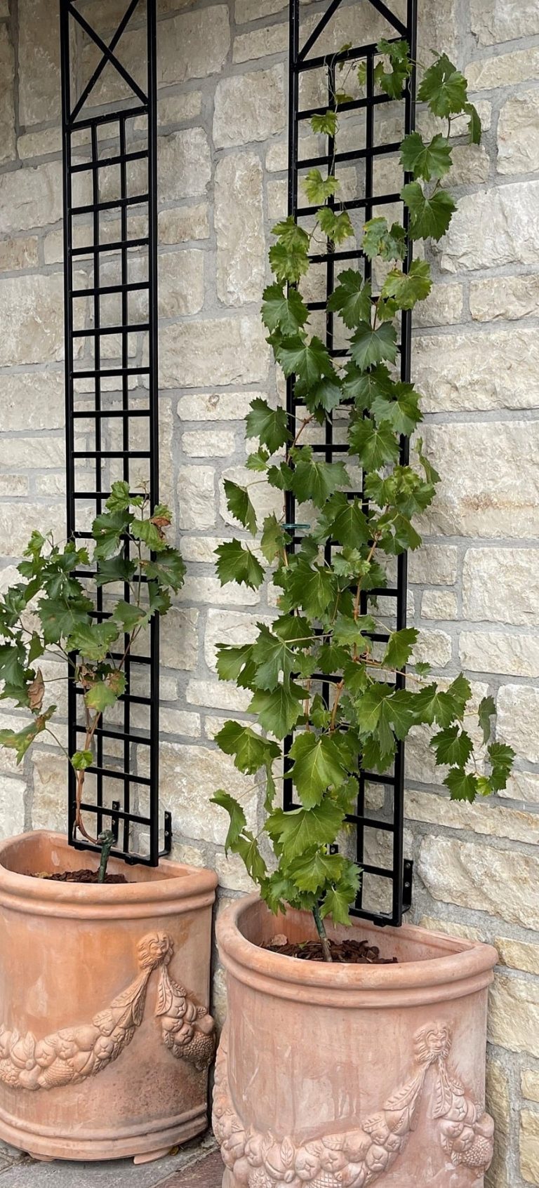 Espalier Metal Wall Trellis. Elegant, solid narrow wall trellis. Pack ...