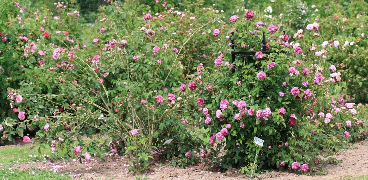 'Rudolf Geschwind' an elegant Rose Support guiding sprawling shrub roses