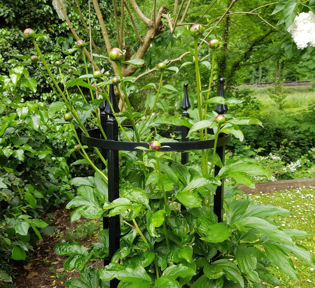 'Rudolf Geschwind' an elegant Rose Support guiding sprawling shrub roses