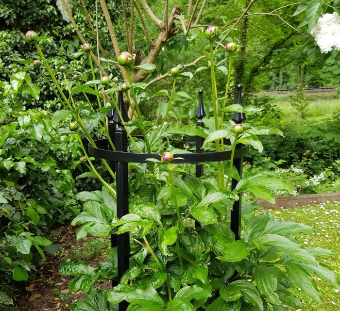 'Rudolf Geschwind' an elegant Rose Support guiding sprawling shrub roses